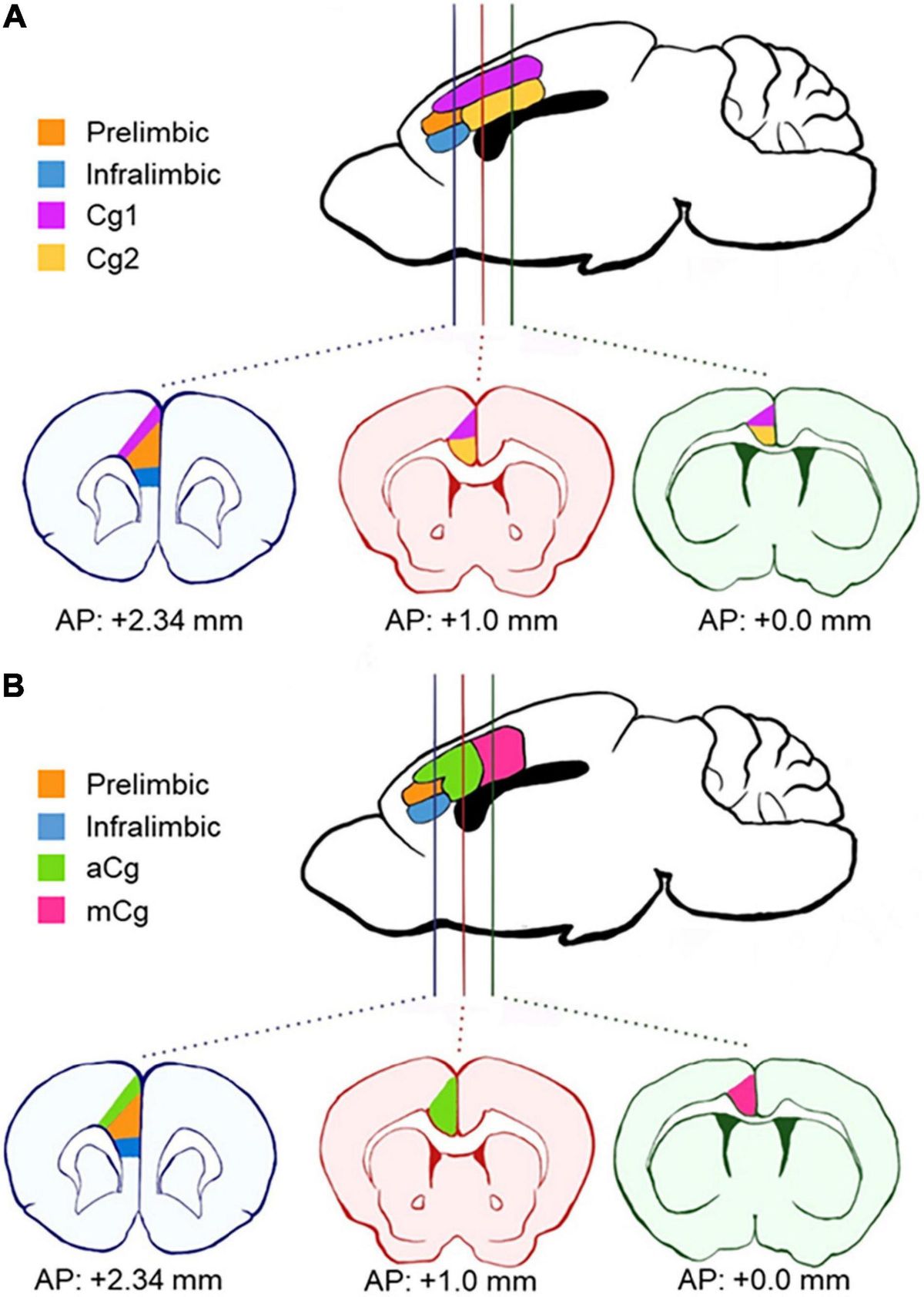 anterior cingulate cortex growth