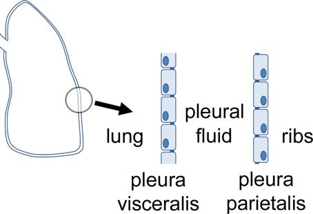pleural sac function