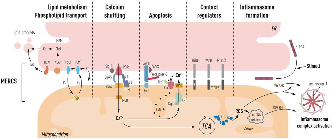 christopher walker vitamin e