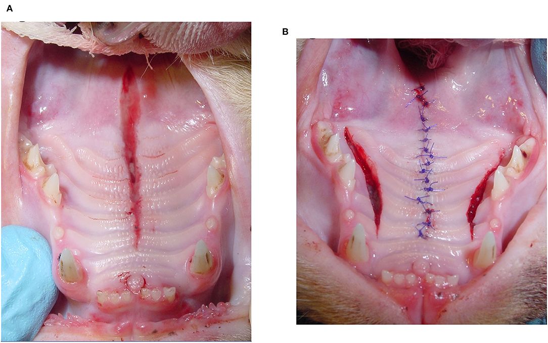 cat soft palate