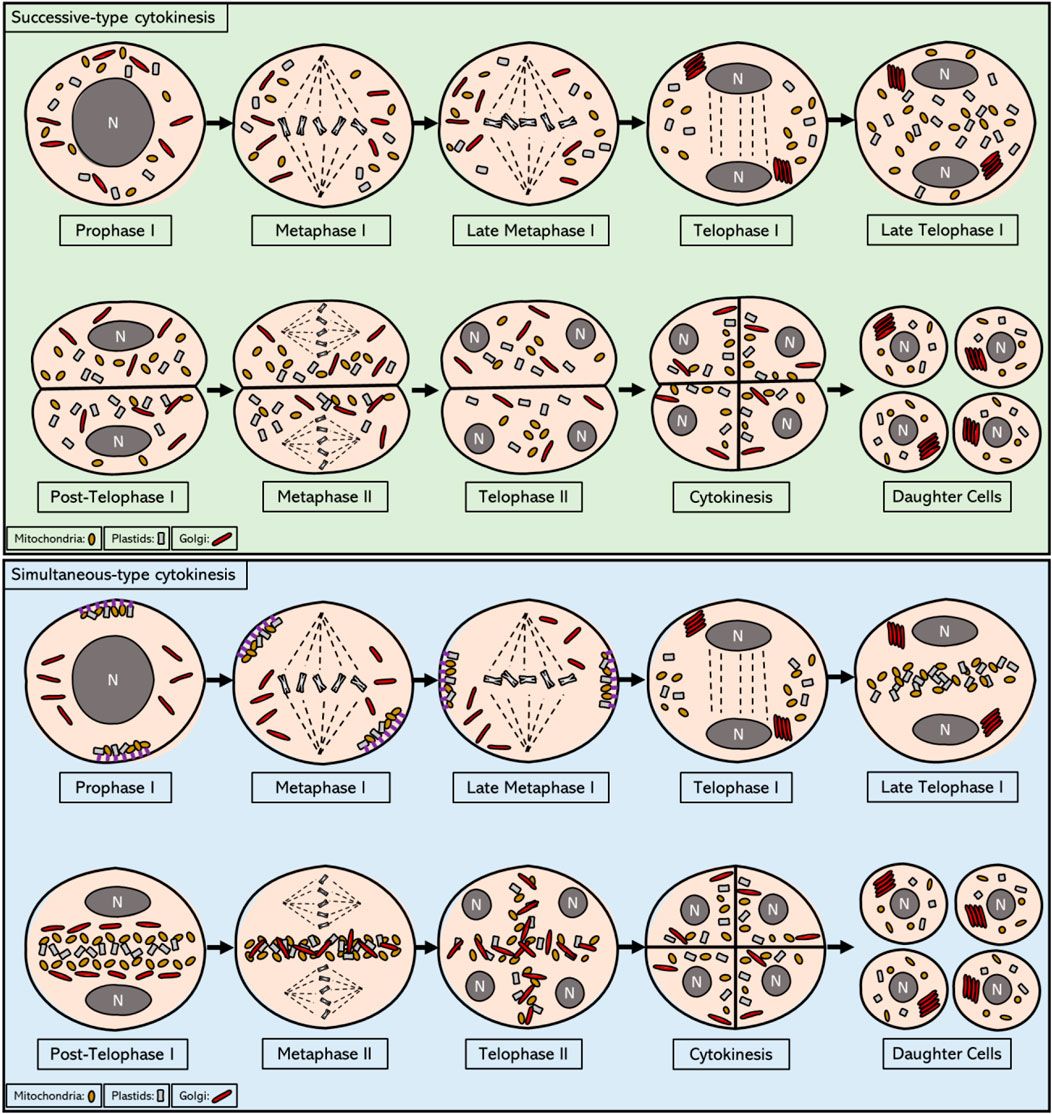plant cell during prophase