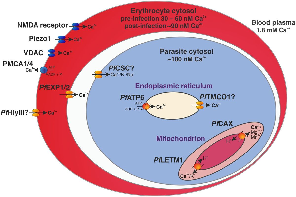 malaria cell structure