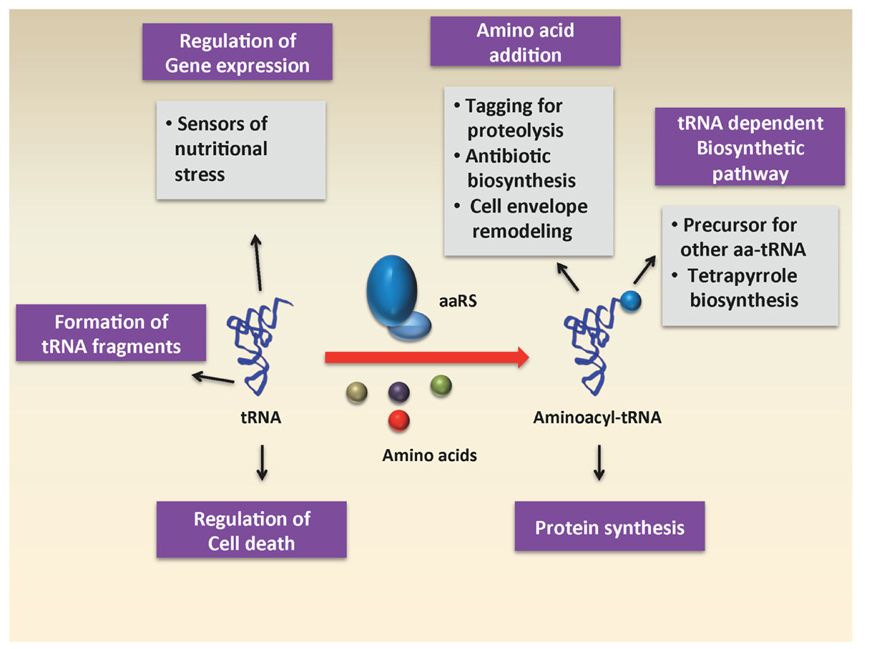 trna structure and processing