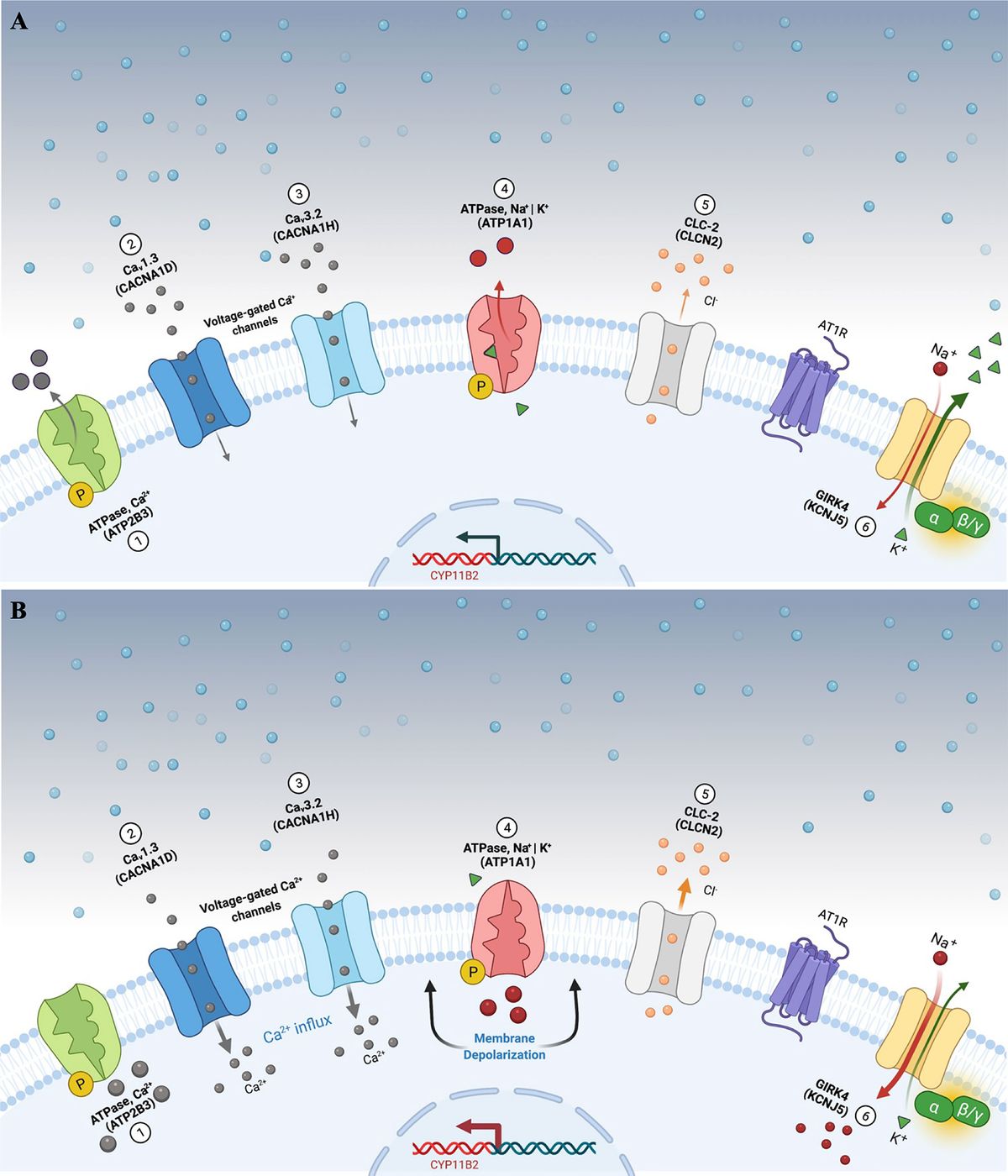 aldosterone structure elucidation