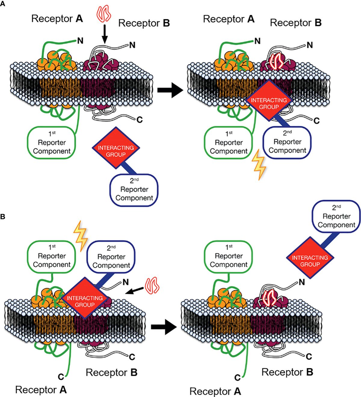 dimeric receptor configuration