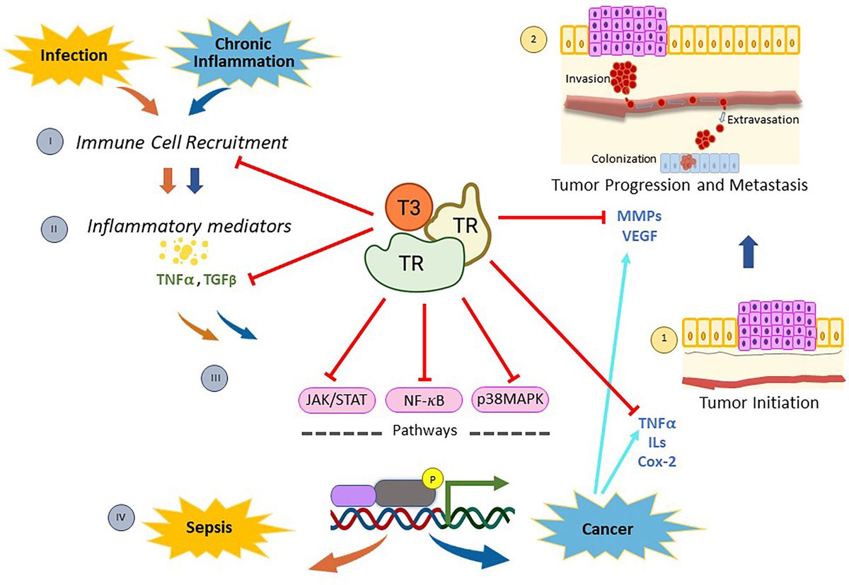 t3 receptor binding