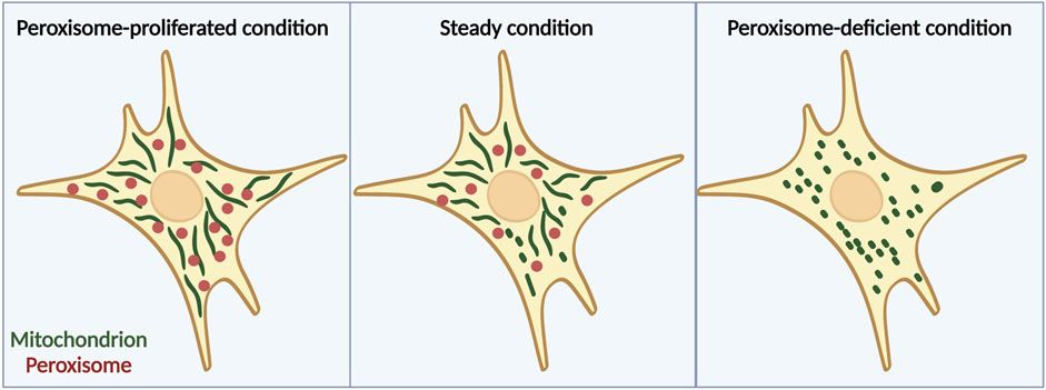 peroxisome function in human cell