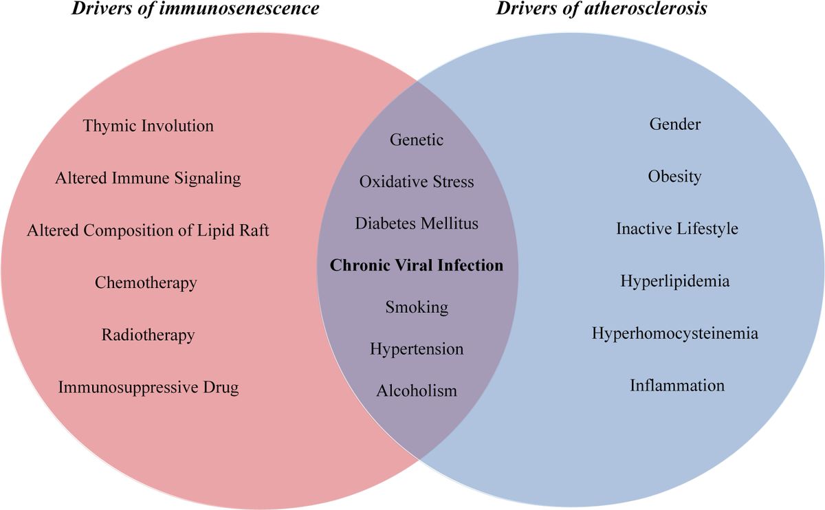atherosclerosis pathogenesis mnemonic