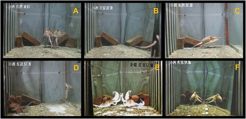 octopus intelligence test