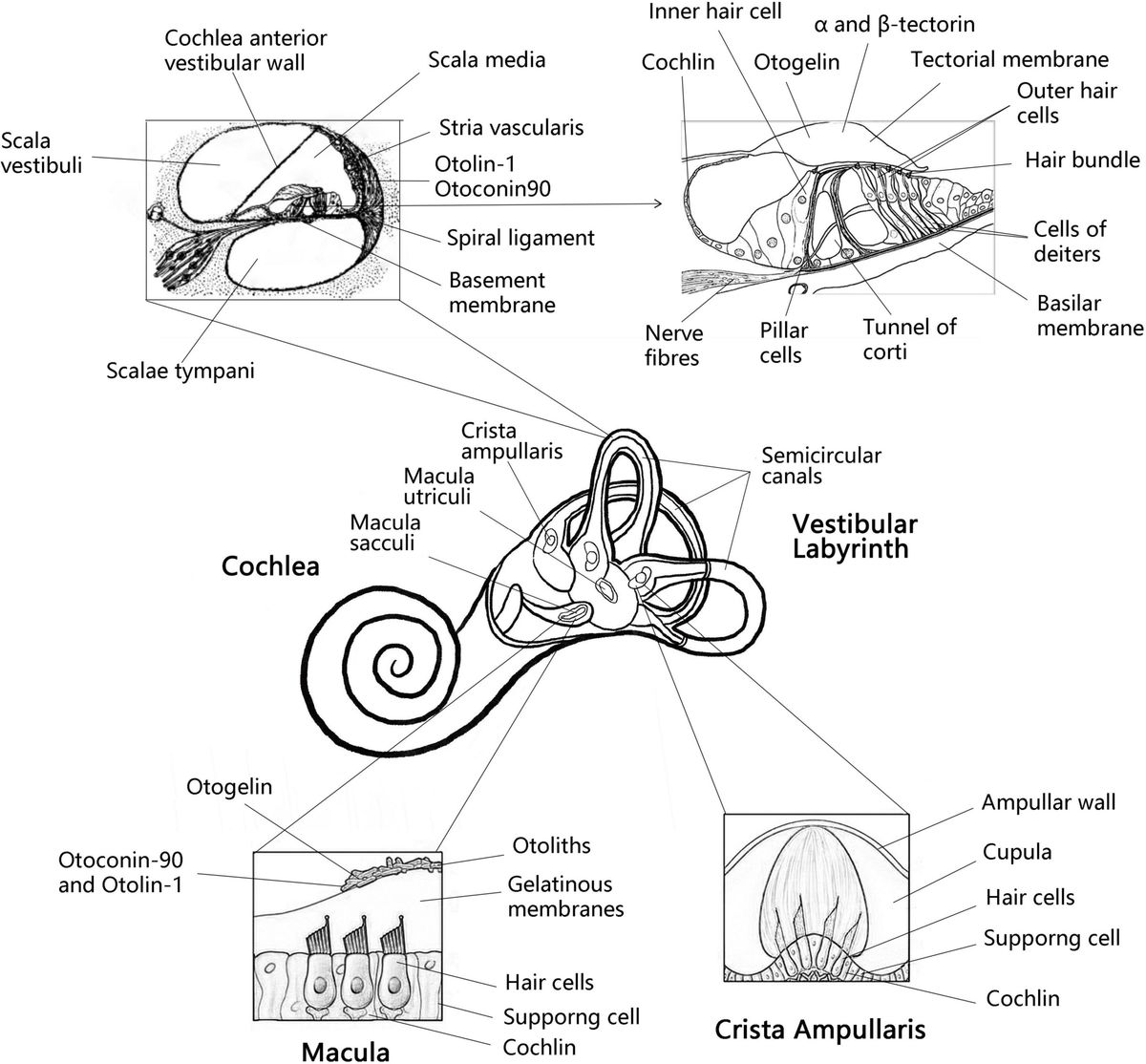 otoliths ear function