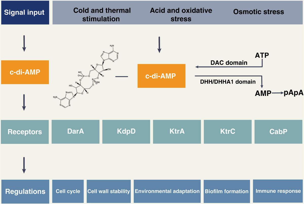 thymidine monophosphate function