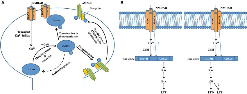 nmda glutamate receptor