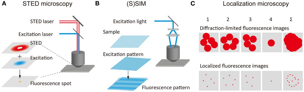 epifluorescence microscopy resolution