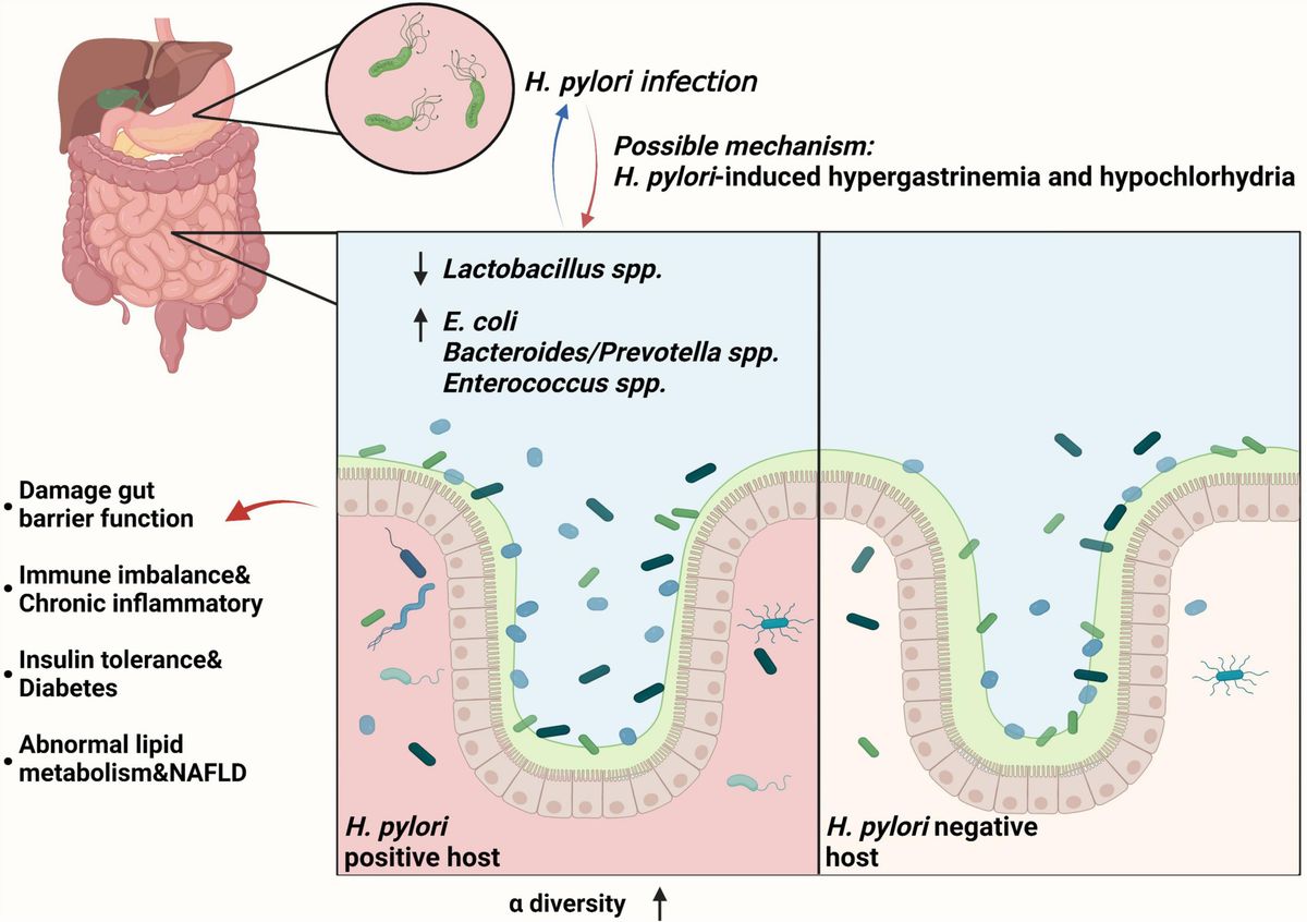 helicobacter antigen negative