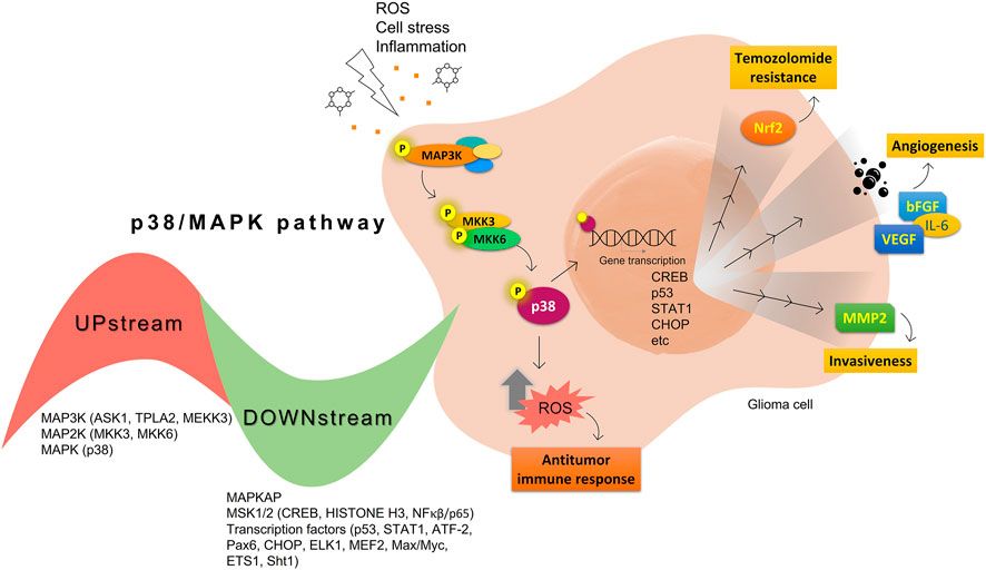 p38 mk2 pathway
