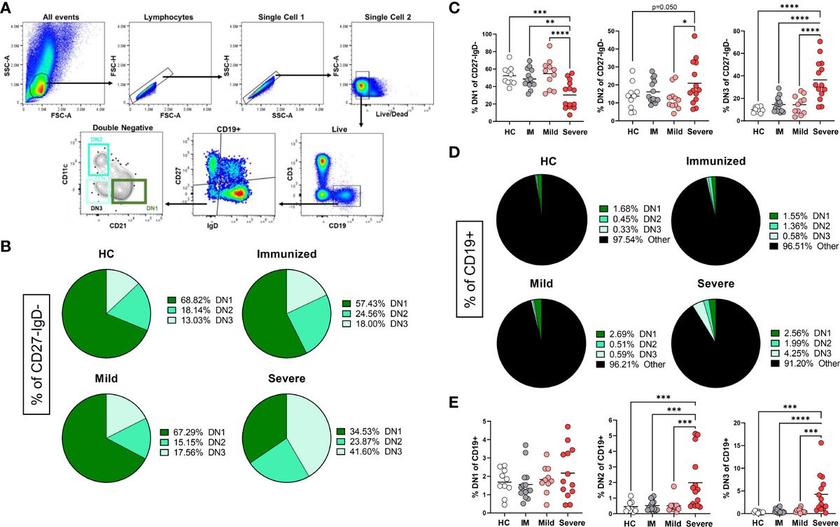 dn2 b cells
