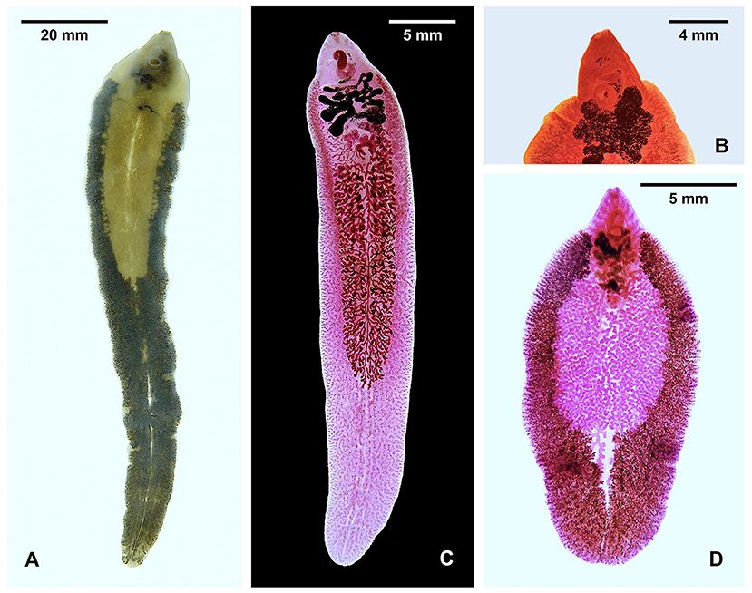 fasciola hepatica dog