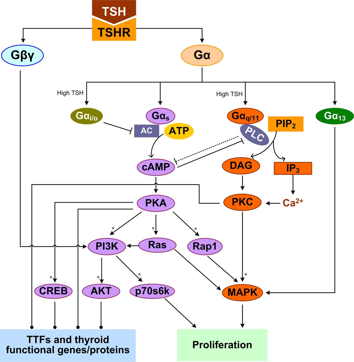 thyroid hormone regulation negative feedback loop