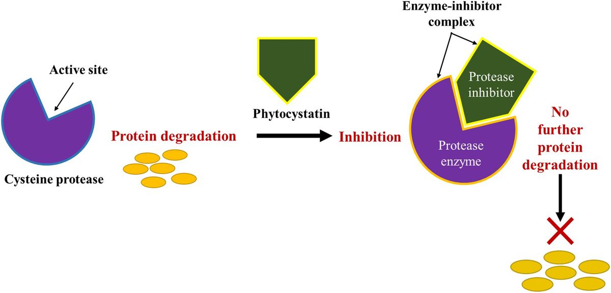 protease enzyme example