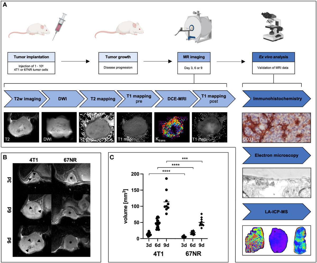 Frontiers | Multiparametric MRI enables for differentiation of ...