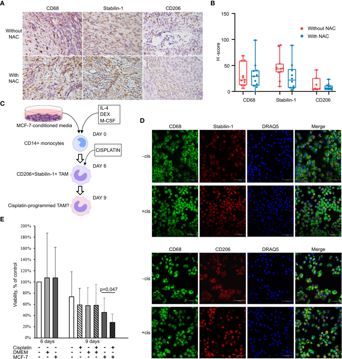 Frontiers | Tumor-associated macrophages respond to chemotherapy by ...
