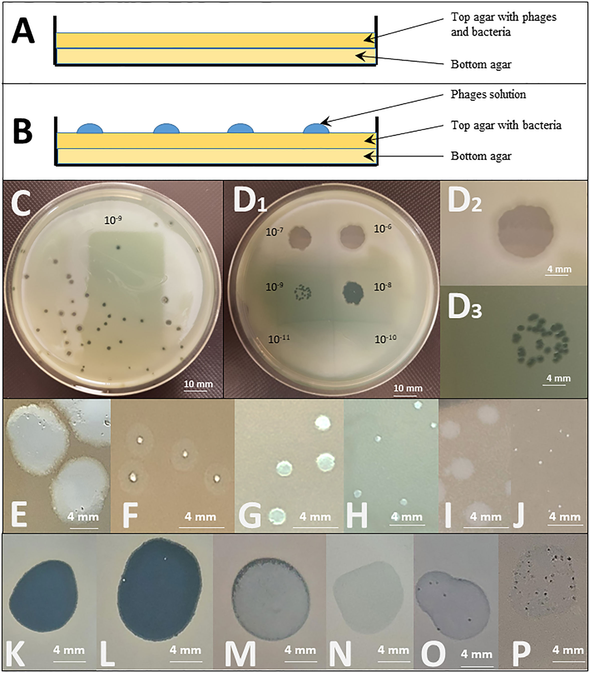 Frontiers | Determination of phage susceptibility as a clinical ...