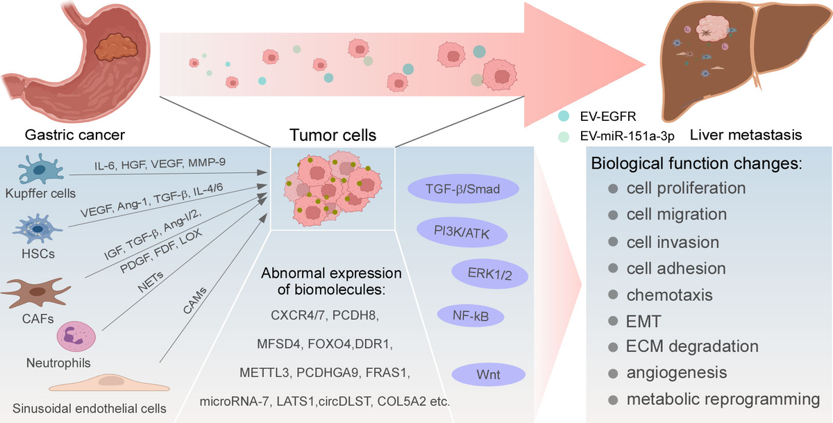 Frontiers | Molecular mechanism and potential therapeutic targets of ...