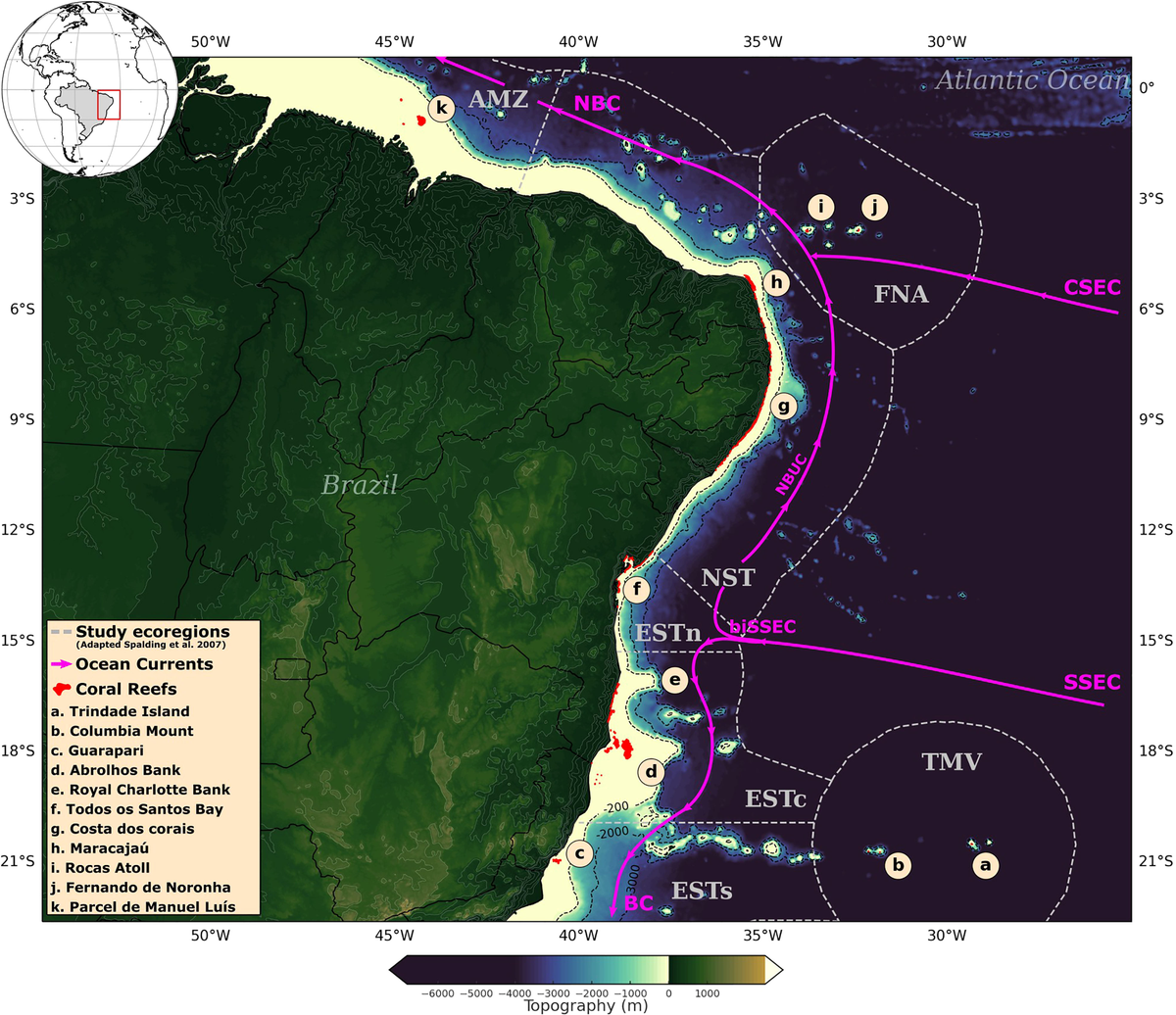 Frontiers | Connectivity patterns of Brazilian coral reefs associated ...