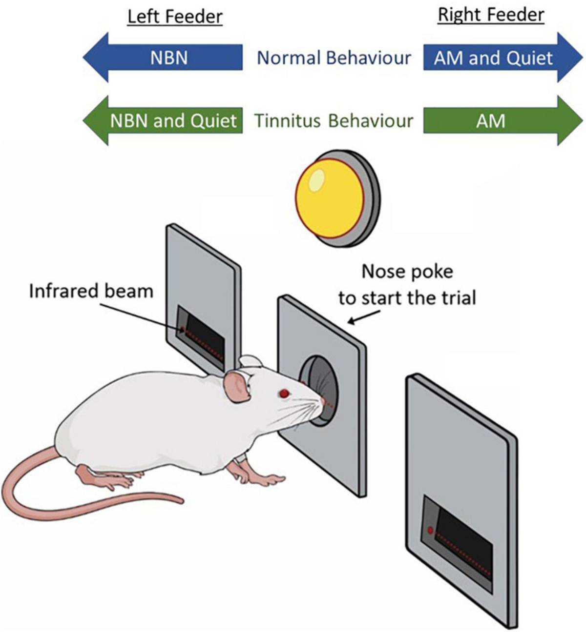 Frontiers | Using an appetitive operant conditioning paradigm to screen ...