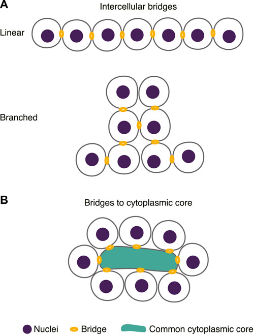Frontiers | Uncoupling cell division and cytokinesis during germline ...