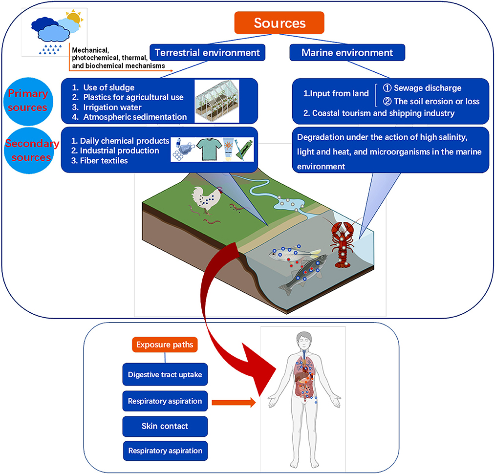 Frontiers | Plastic biodegradation by in vitro environmental ...