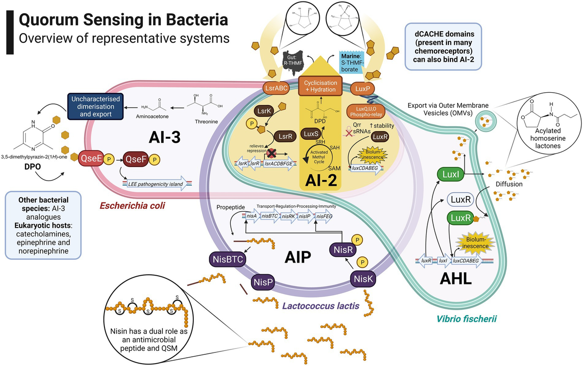 Frontiers | Quorum sensing in human gut and food microbiomes ...