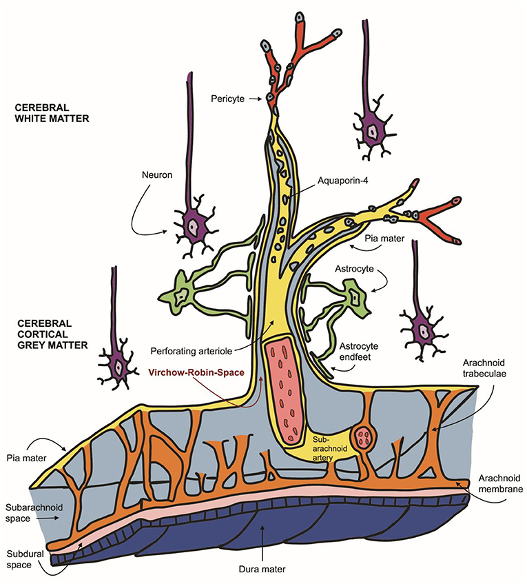 Frontiers | Dilated perivascular spaces can present incidental CSF ...