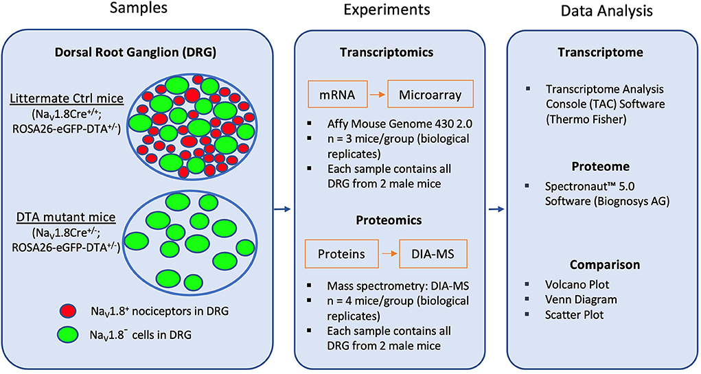 Frontiers | Transcriptomic and proteomic profiling of NaV1.8-expressing ...
