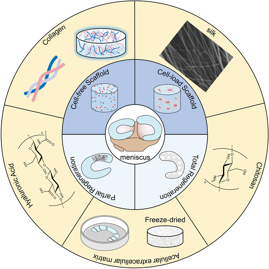 Frontiers | Natural biopolymer scaffold for meniscus tissue engineering