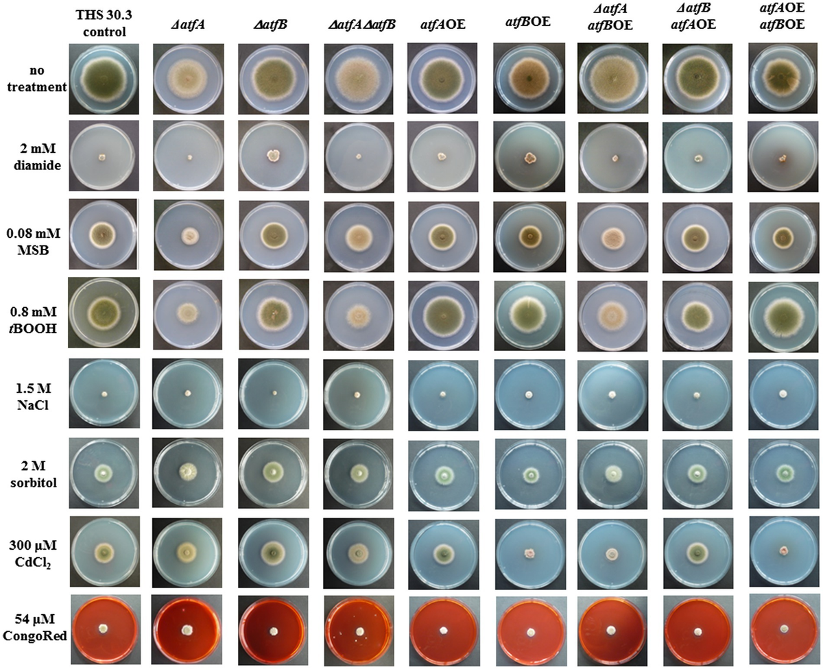 Frontiers | Functional analysis of the bZIP-type transcription factors AtfA and AtfB in ...