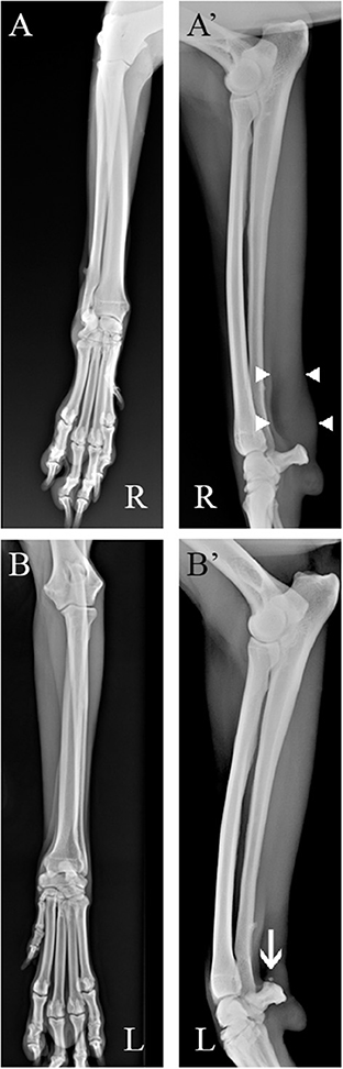 Frontiers | Case report: Flexor carpi ulnaris tendinopathy in a lure ...
