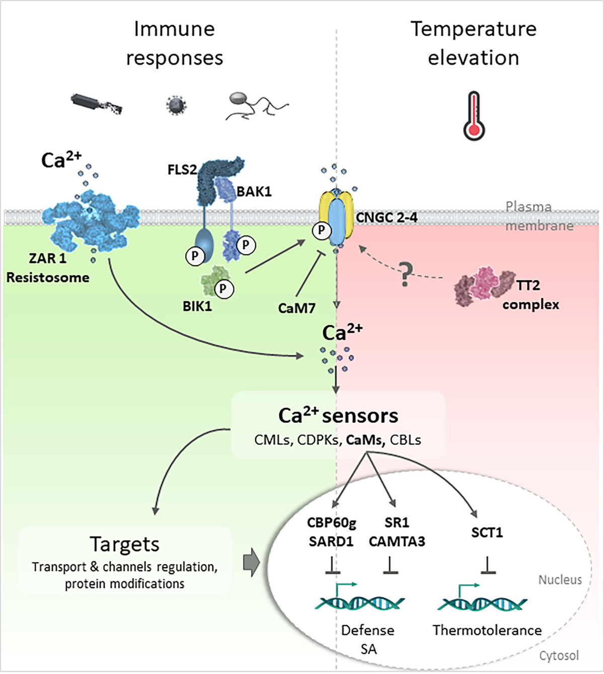 Frontiers | Is there a specific calcium signal out there to decode ...