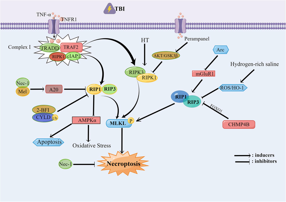 Frontiers | The role of regulatory necrosis in traumatic brain injury