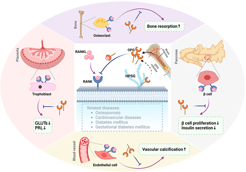 Frontiers Roles Of Osteoprotegerin In Endocrine And Metabolic
