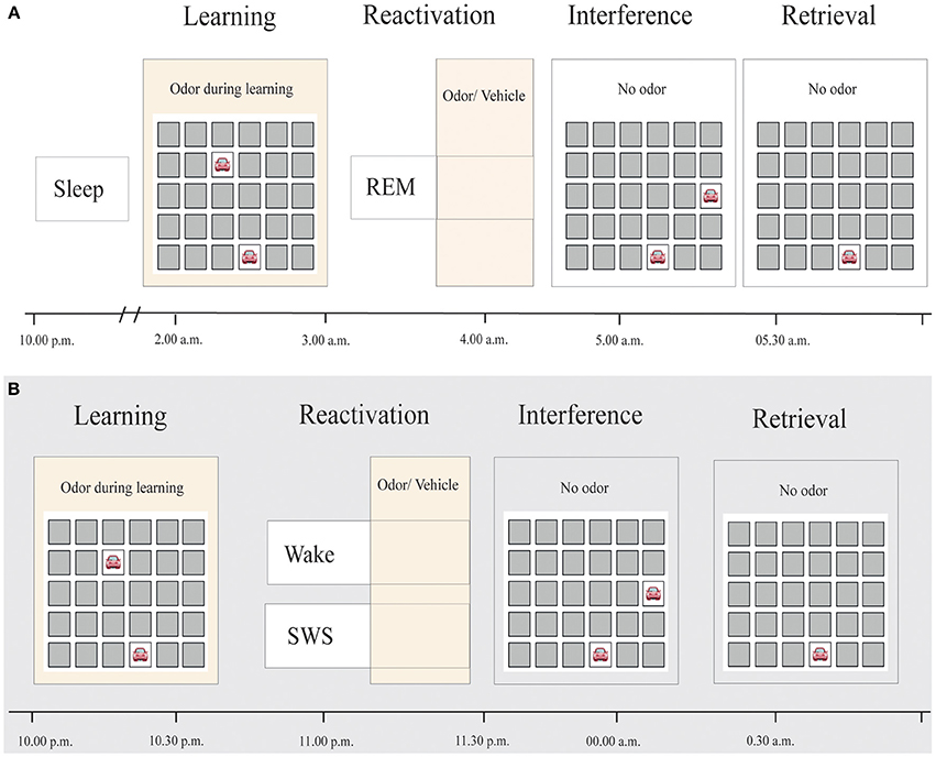 Frontiers | No effect of odor-induced memory reactivation during REM ...