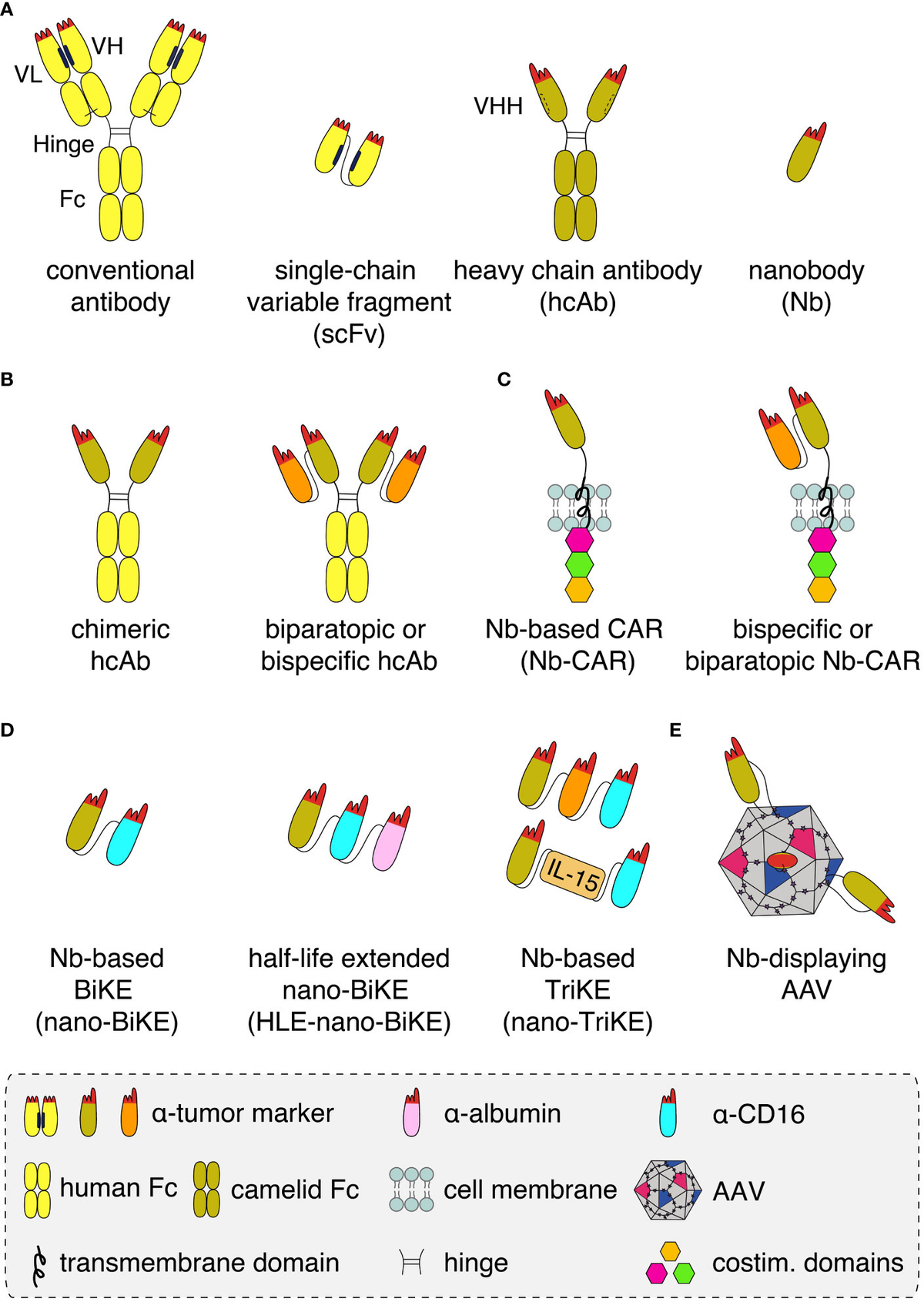Frontiers | Targeting multiple myeloma with nanobody-based heavy chain ...