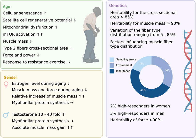 Frontiers | The non-modifiable factors age, gender, and genetics ...