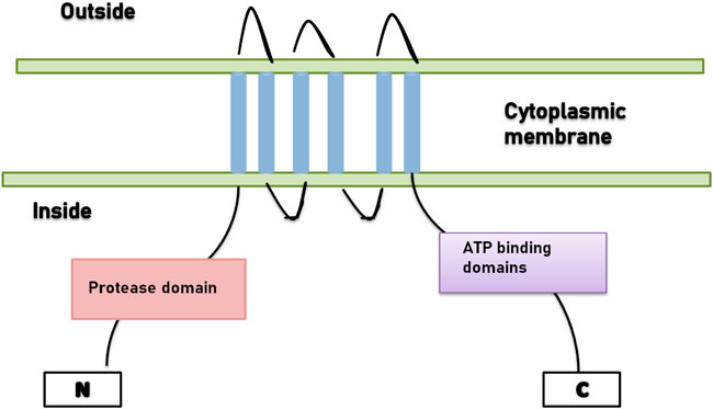 Frontiers | Bacteriocin: A natural approach for food safety and food ...