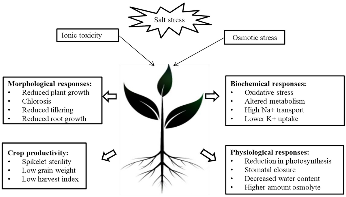 Frontiers | Salt stress resilience in plants mediated through osmolyte ...