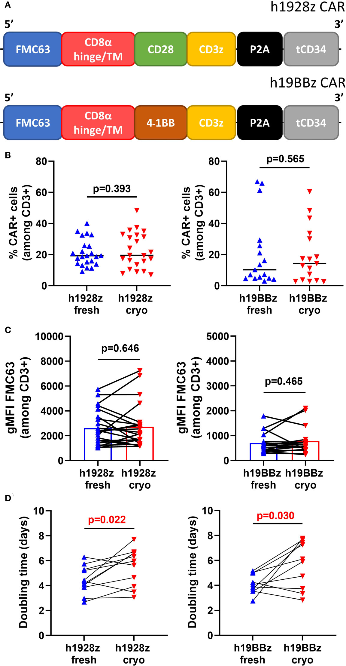 Frontiers | CAR-T manufactured from frozen PBMC yield efficient ...