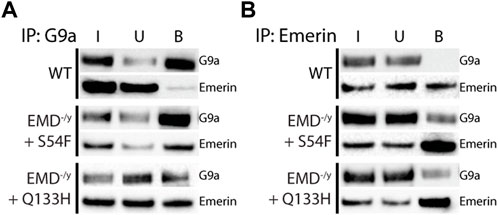 Frontiers | Emerin interacts with histone methyltransferases to ...