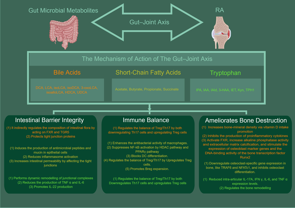 Frontiers | The bridge of the gut–joint axis: Gut microbial metabolites ...