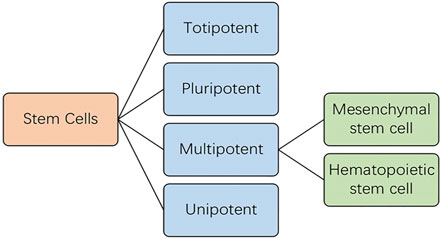 Frontiers | Mesenchymal stem cell-based therapy for female stress ...