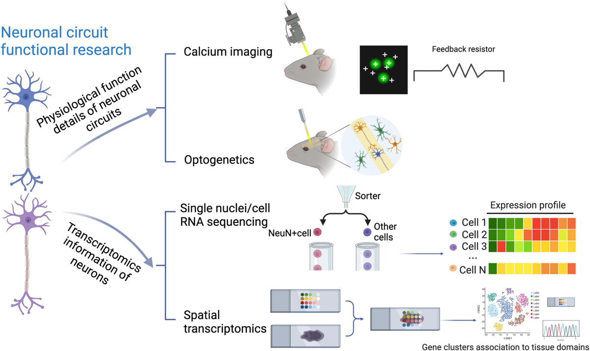 Frontiers | Recent advances in understanding neuronal diversity and neural circuit complexity ...